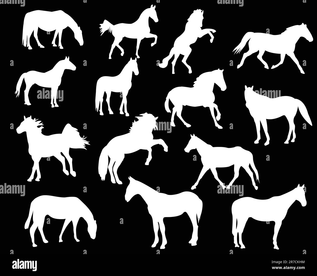 Western horse breed Black and White Stock Photos & Images - Alamy