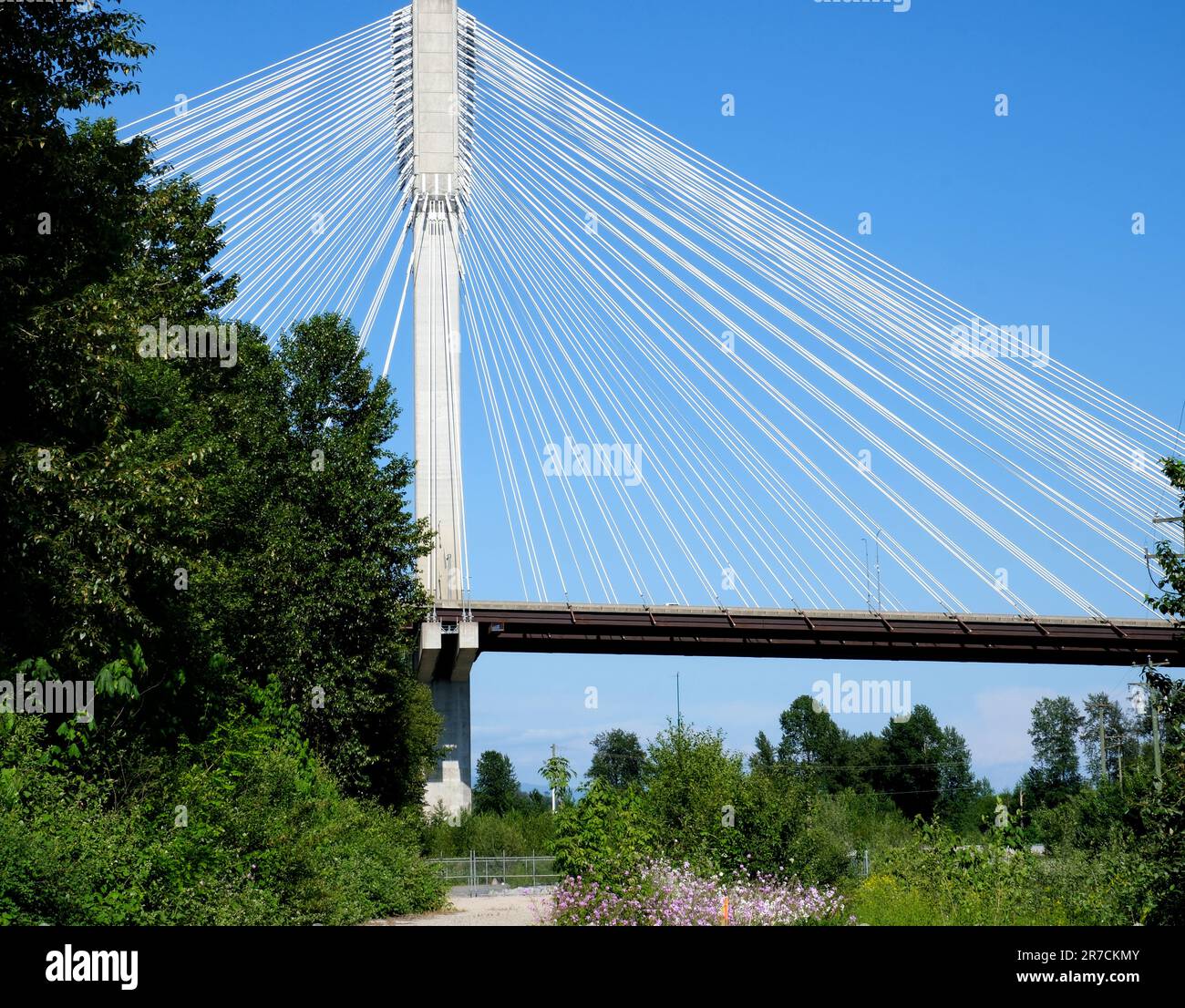 Port Mann bridge Canada over Fraser River in BC interesting unusual ...