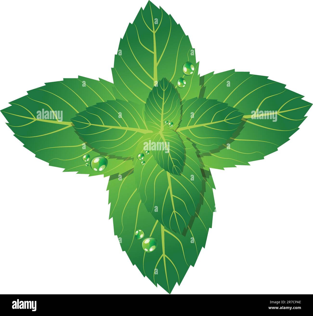 Botanical illustration peppermint plant Stock Vector Images - Alamy