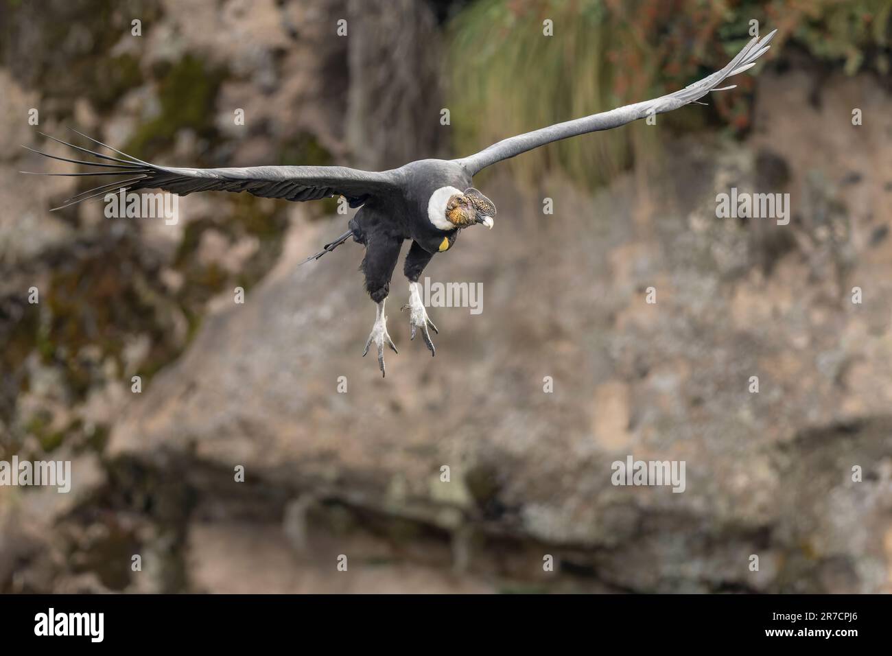 condor andino volando Stock Photo - Alamy
