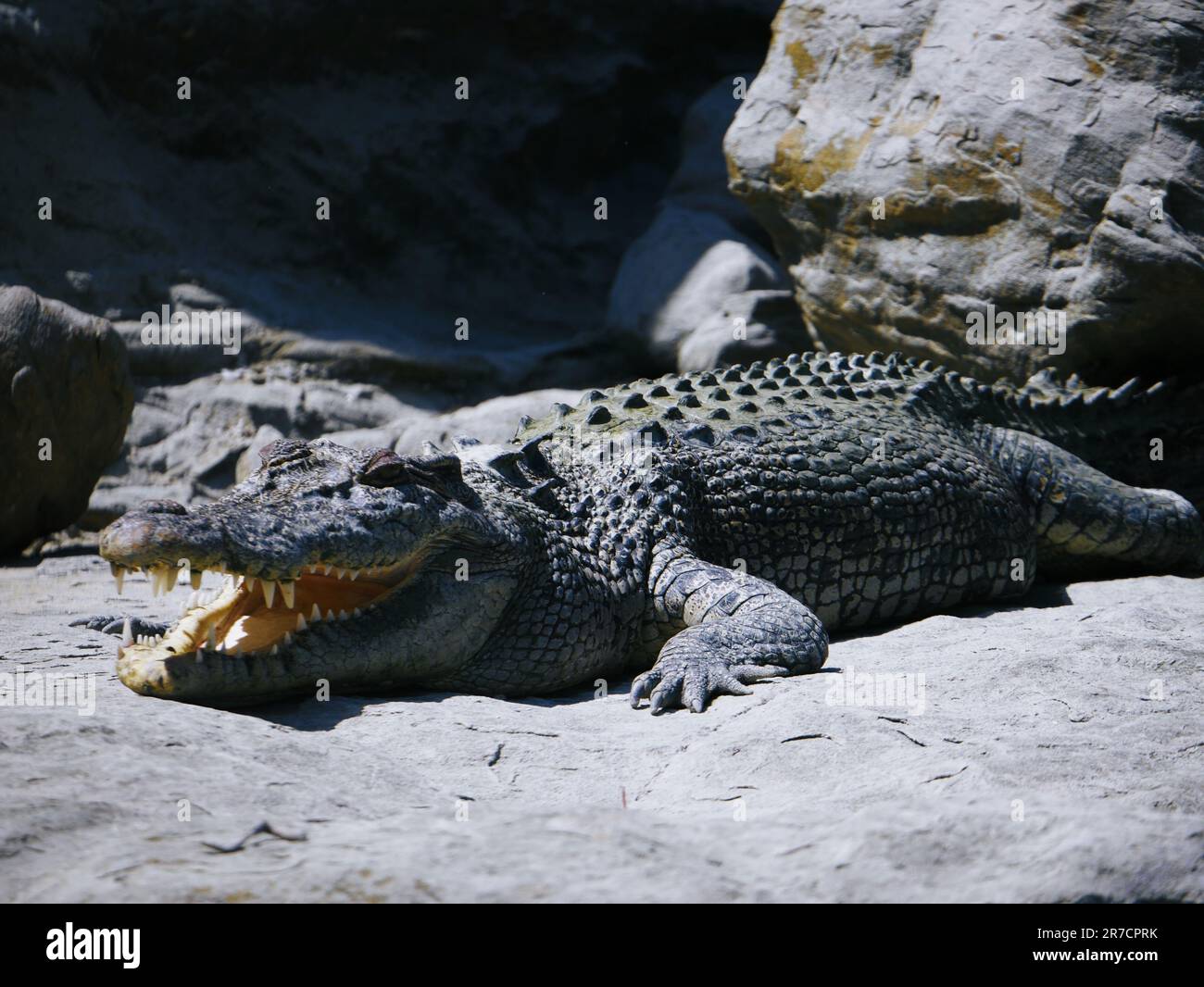 Wildlifeseekers hi-res stock photography and images - Alamy