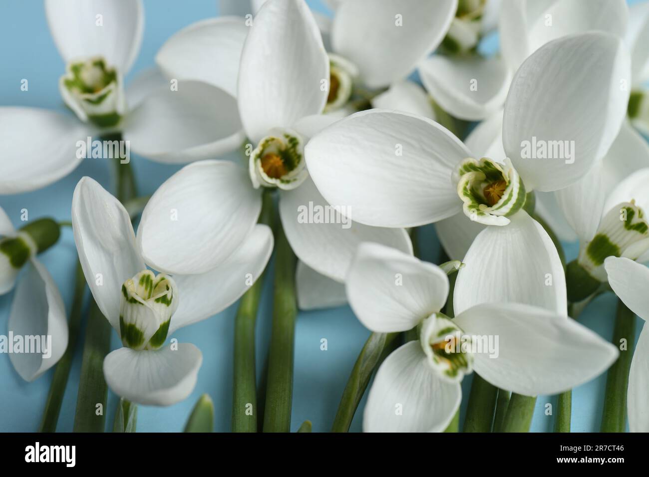 Beautiful snowdrops on light hi-res stock photography and images - Alamy