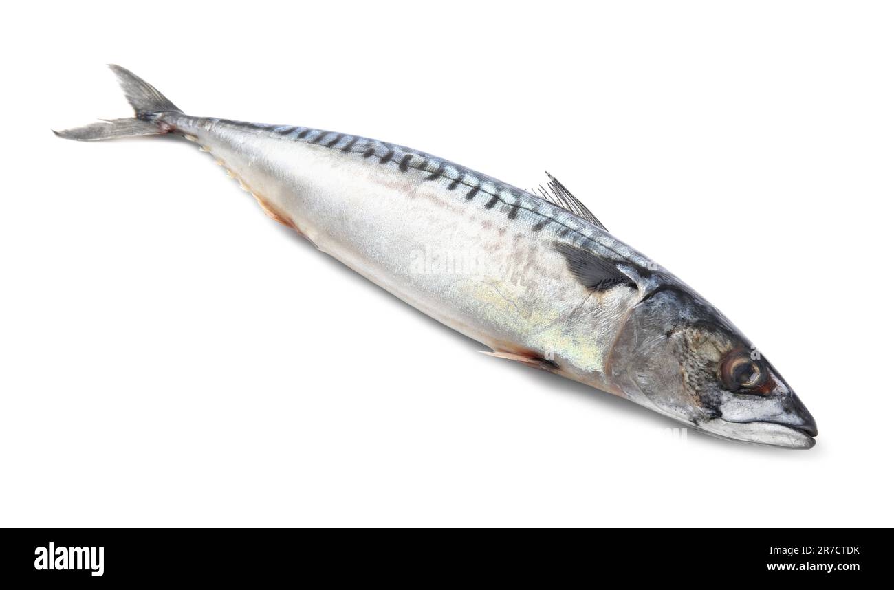 One tasty raw mackerel isolated on white Stock Photo - Alamy