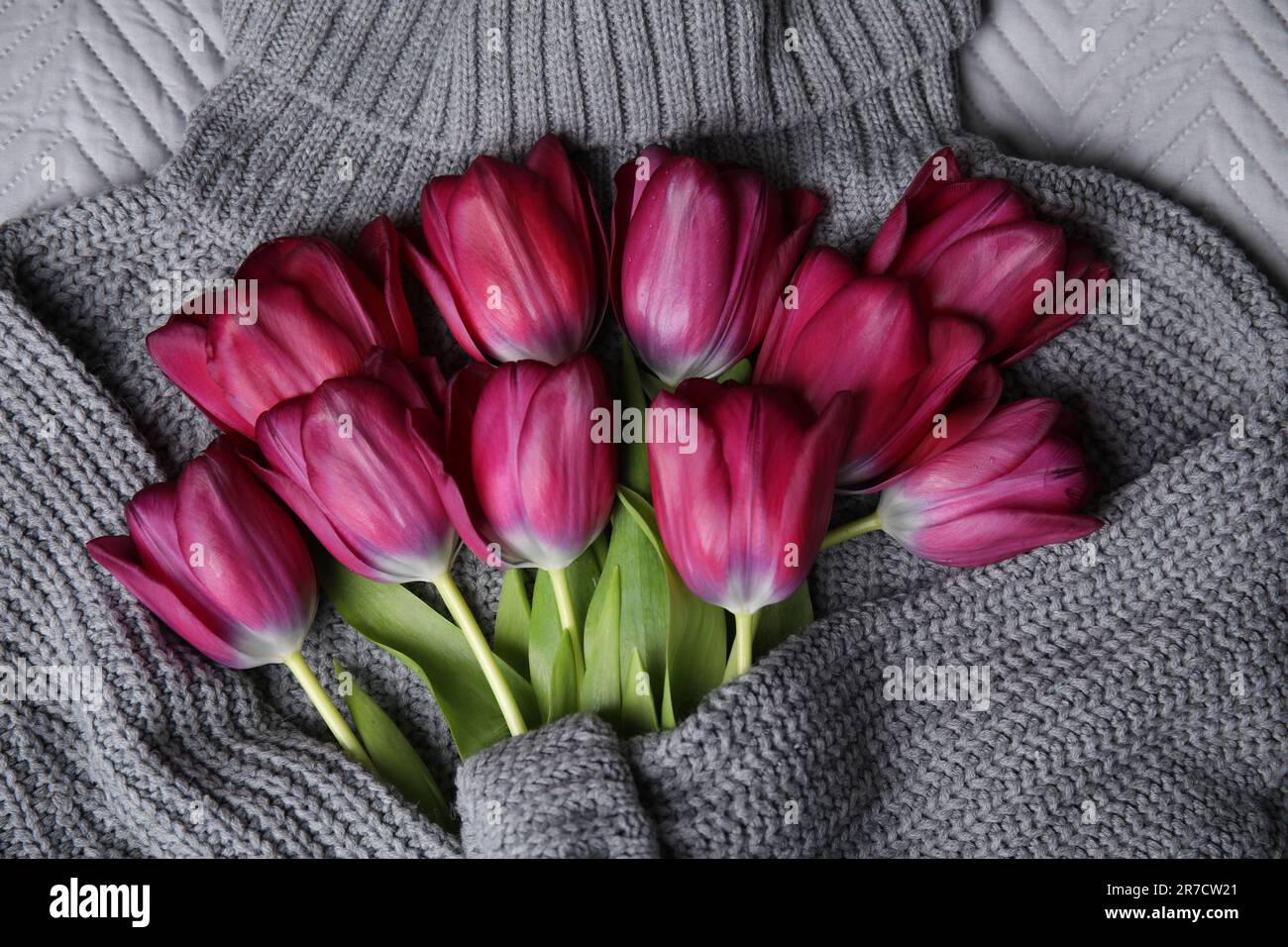 Beautiful purple tulips wrapped in gray sweater, top view Stock Photo ...