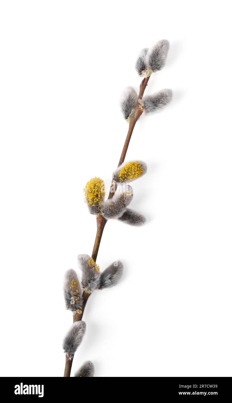 One willow Cut Out Stock Images & Pictures - Alamy