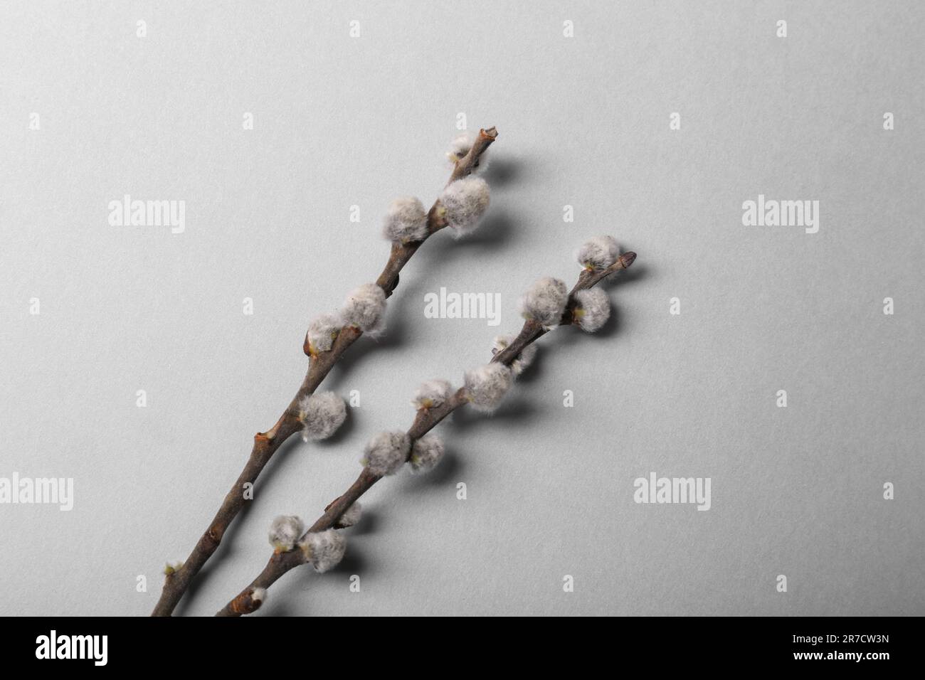 Beautiful willow branches with fuzzy catkins on light grey background ...