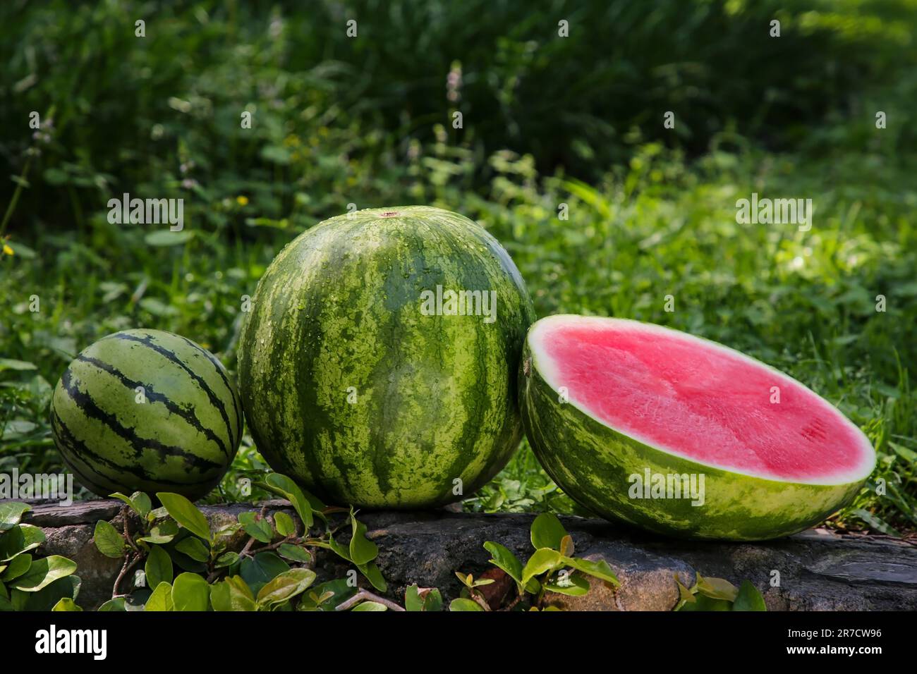 Seedless watermelons hi-res stock photography and images - Alamy