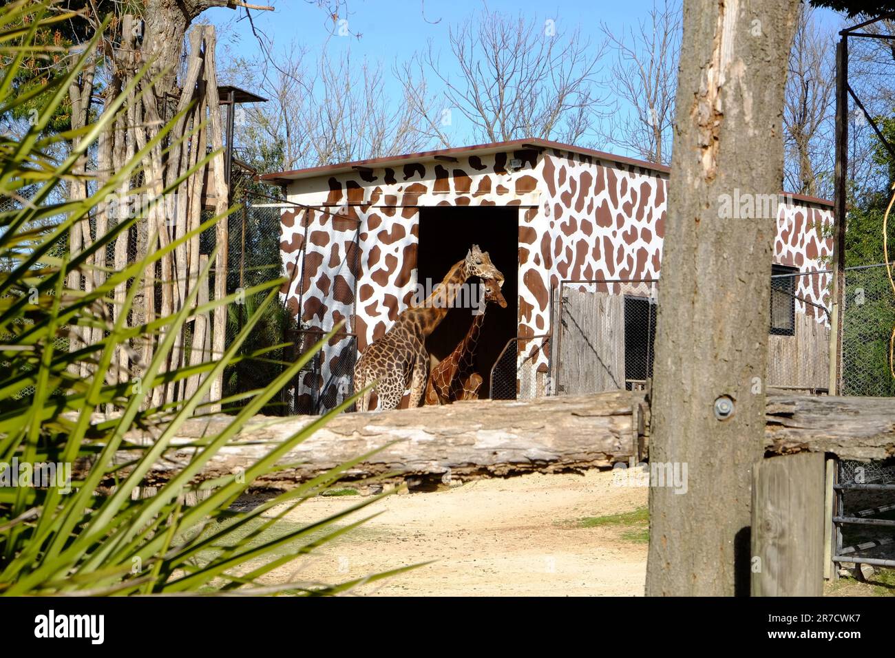 Beautiful spotted giraffes behind wooden barrier in zoo Stock Photo - Alamy
