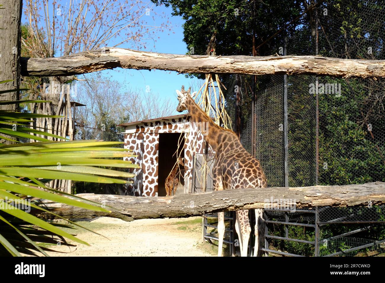 Beautiful spotted giraffes behind wooden barrier in zoo Stock Photo - Alamy