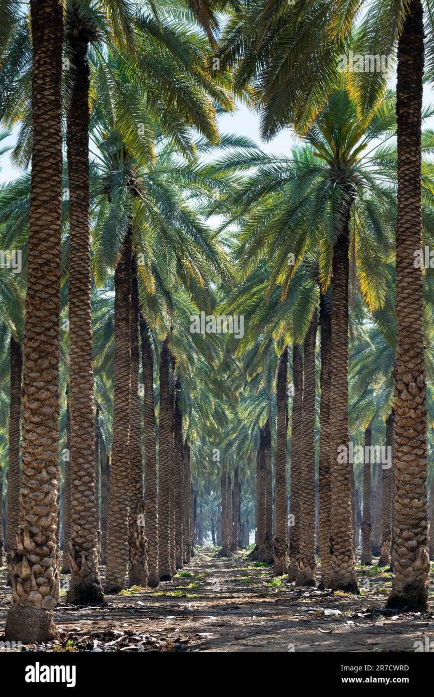 JORDAN VALLEY ISRAEL Stock Photo - Alamy