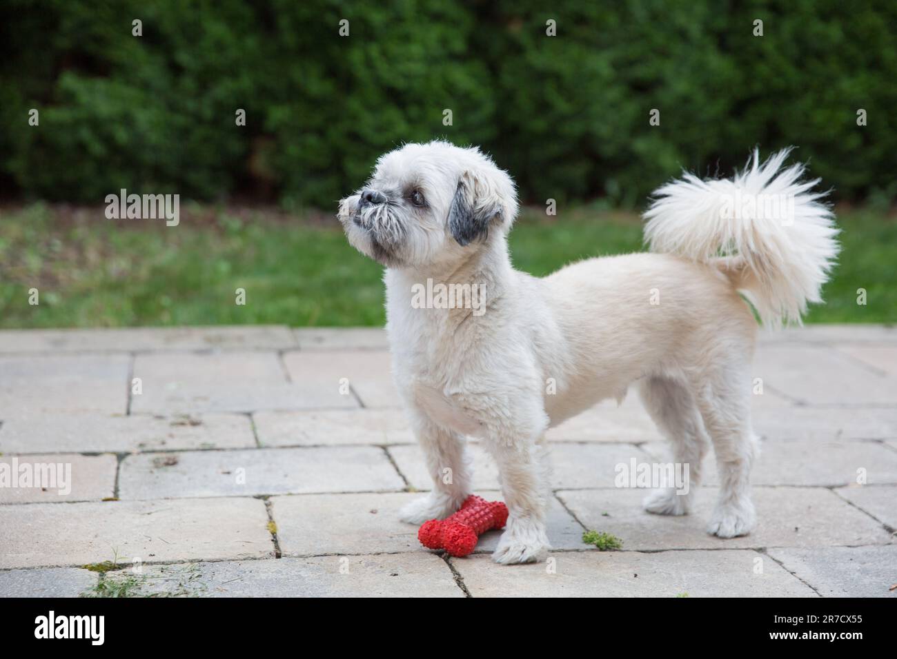Shih Tzu Dog Playing with a Bone Toy in the backyard Stock Photo - Alamy