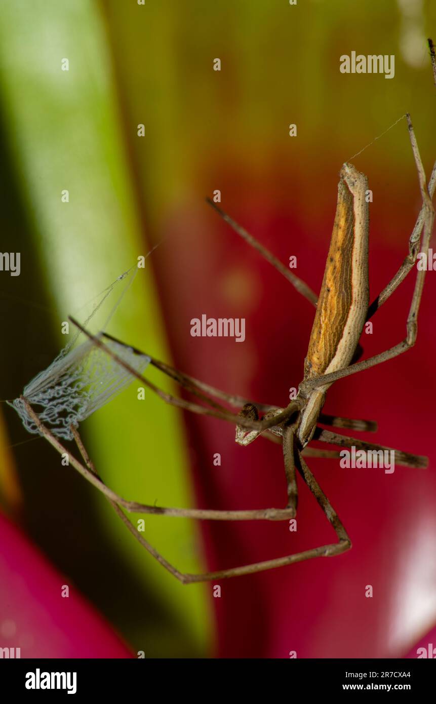 Rufous net casting Spider, Ogre-faced Spider with net Stock Photo - Alamy