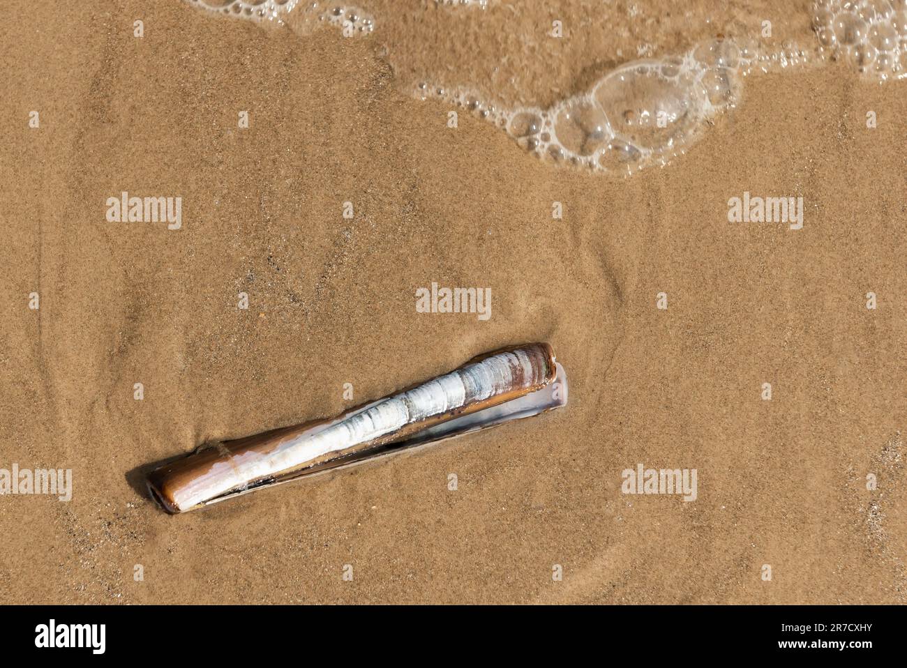 Shell of razor clam on the shore Stock Photo - Alamy