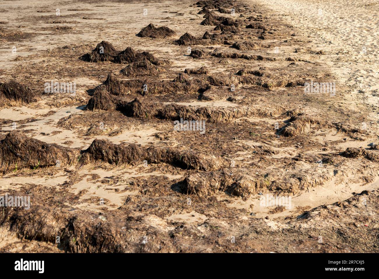 Piles of seaweed rotting on the beach in Weymouth Stock Photo - Alamy