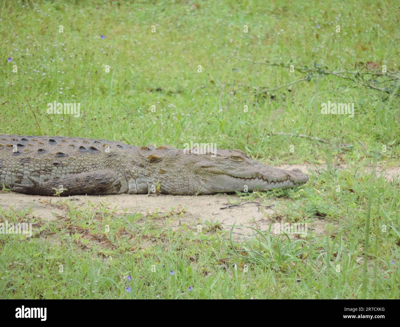 Croc pics hi-res stock photography and images - Alamy