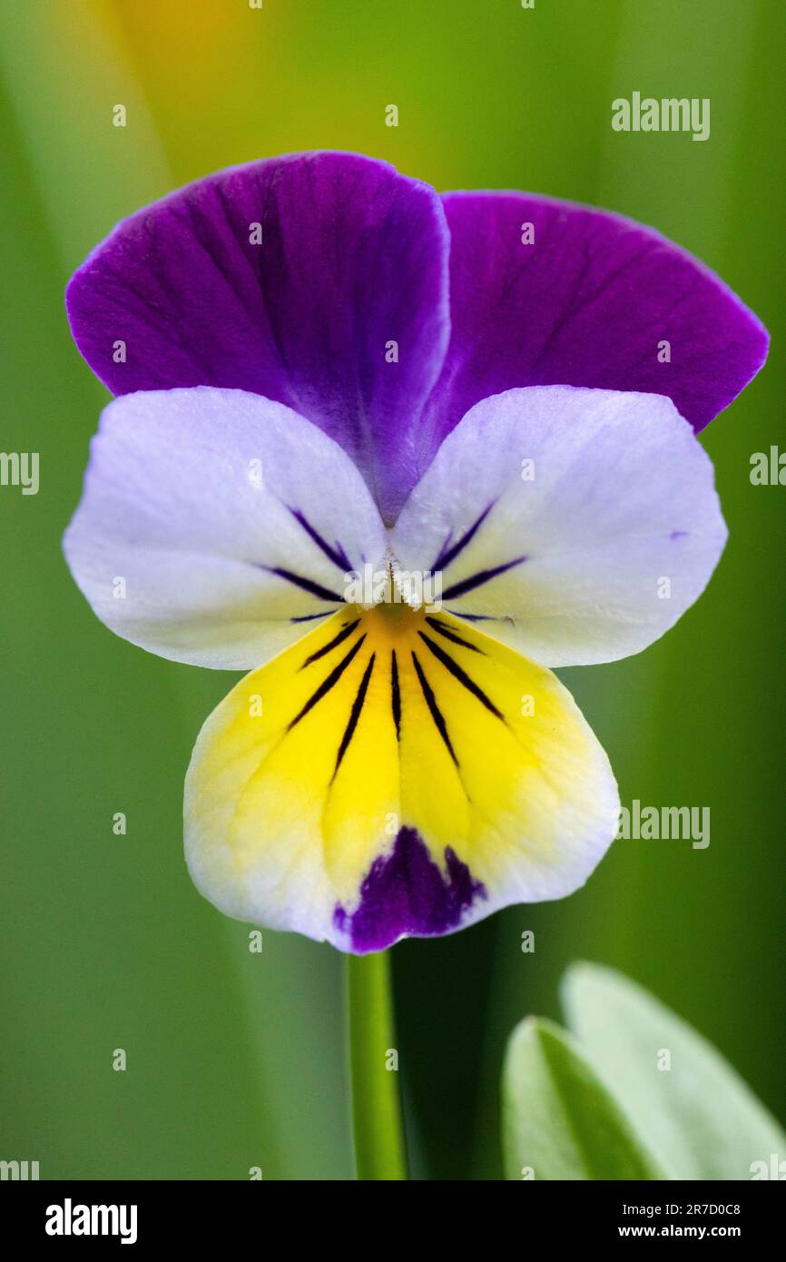 Pansy (Viola sp.) flower Stock Photo - Alamy