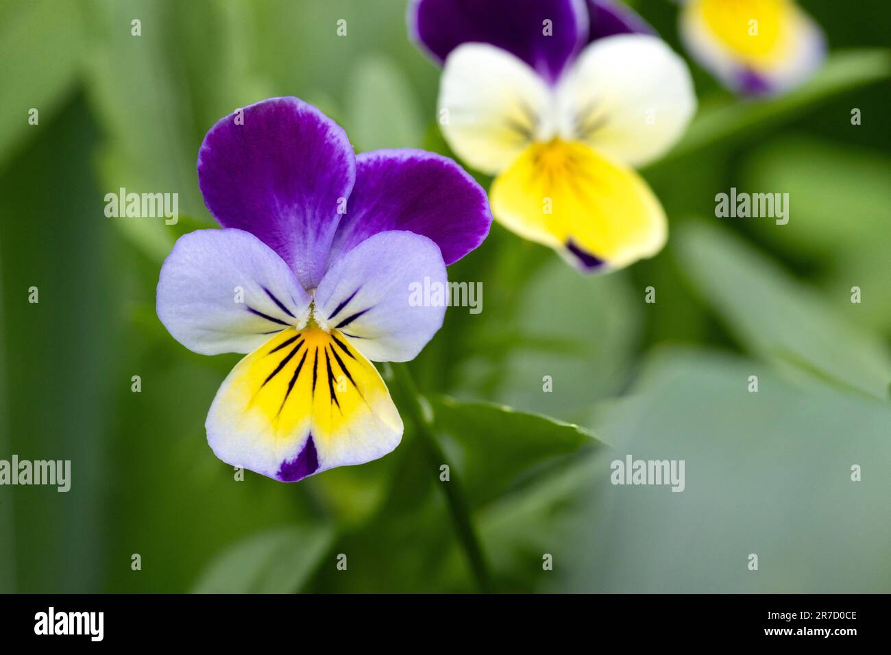 Viola viola sp hi-res stock photography and images - Alamy