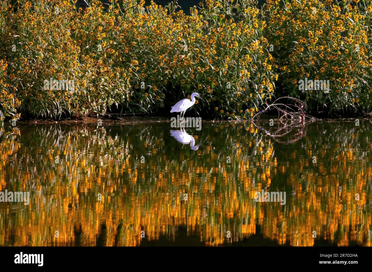 A Snowy Egret surrounded by a wall of blooming yellow sunflowers that are giving off pretty ...