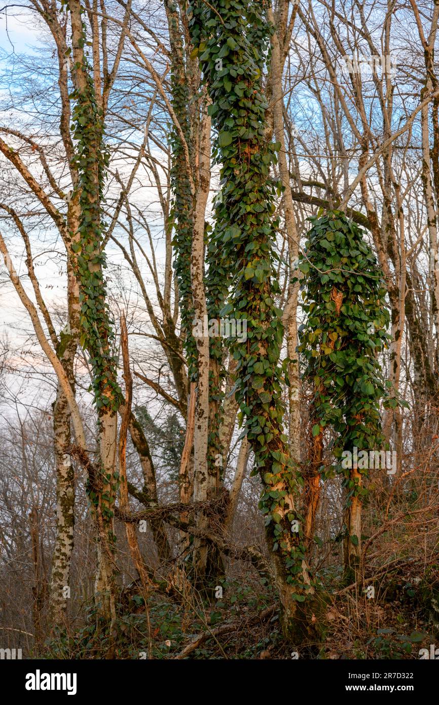 Tree trunks covered with ivy in a tropical forest Stock Photo - Alamy