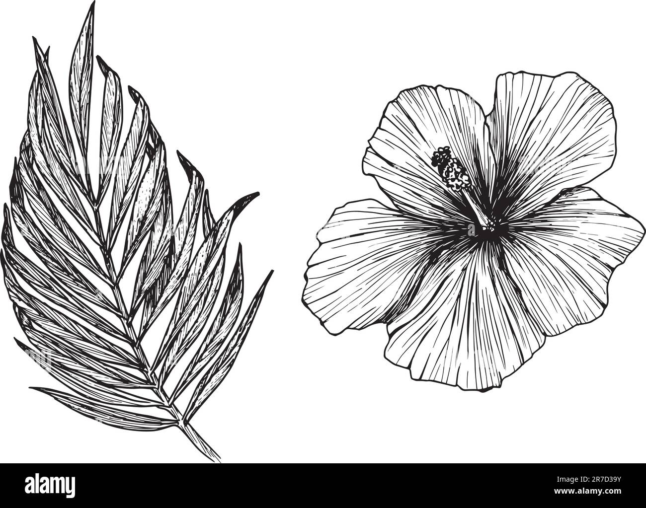 Vector illustration of tropical flowers and leaves. Clipart of hibiscus ...
