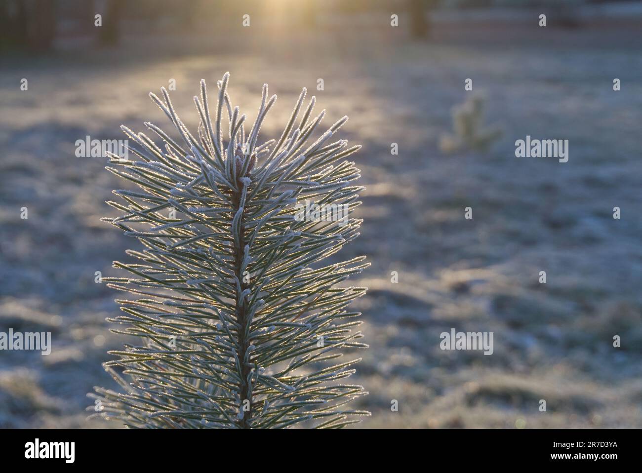 Pine tree branches covered in a layer of frost, which is giving the ...