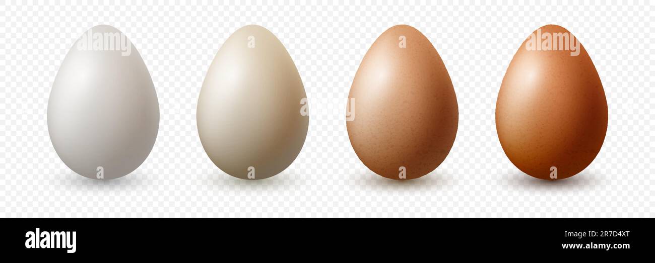 6 Six Vector 3d Realistic White, Brown Chicken Eggs in Opened Carton Paper Box, Container ...