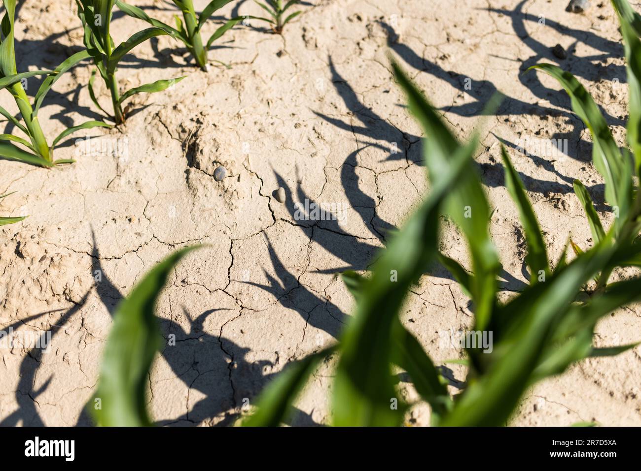 Bad Krozingen, Germany. 14th June, 2023. Cracks can be seen in the ...