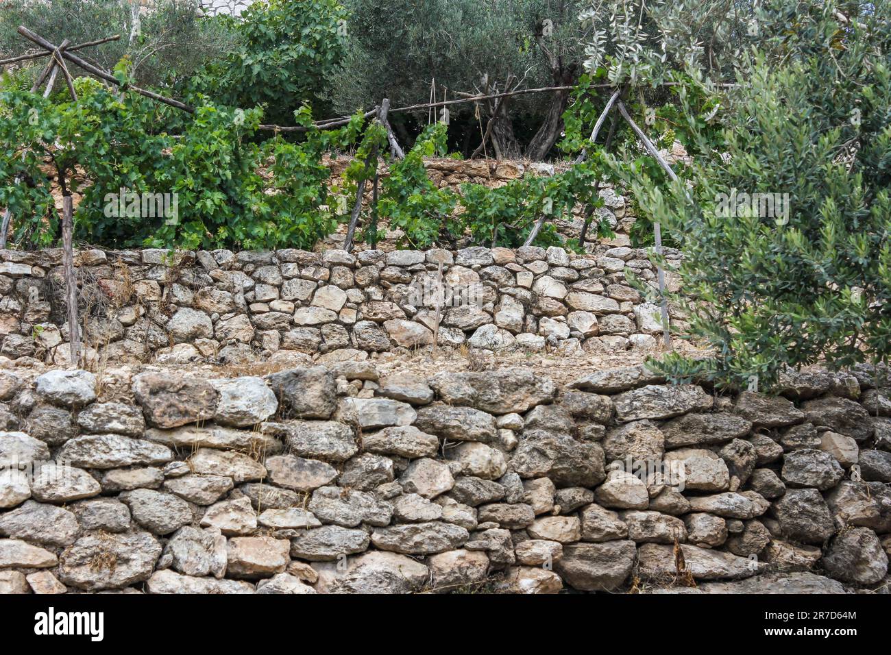 A terraced vineyard near the Nazareth Village open-air museum in ...