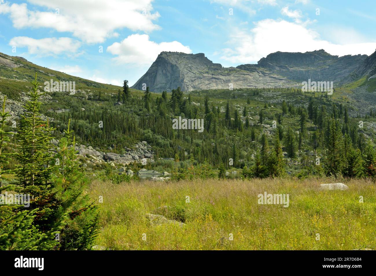 A small clearing and young cedars at the foot of a mountain range ...