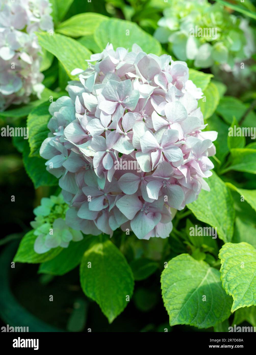 Selective closeup hydrangea macrophylla hi-res stock photography and ...