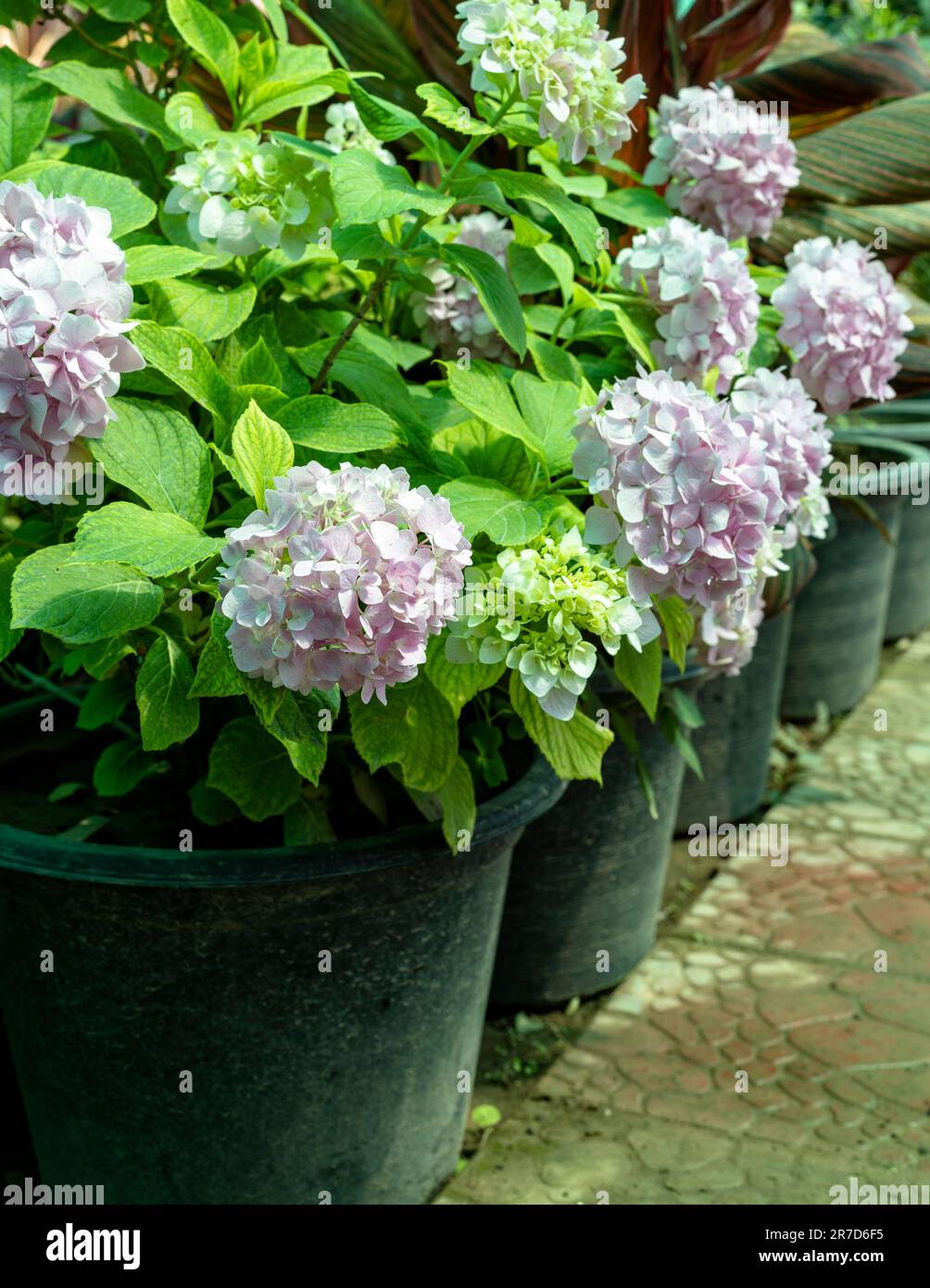 Hydrangea with beautiful flowers in a plastic pots Stock Photo - Alamy