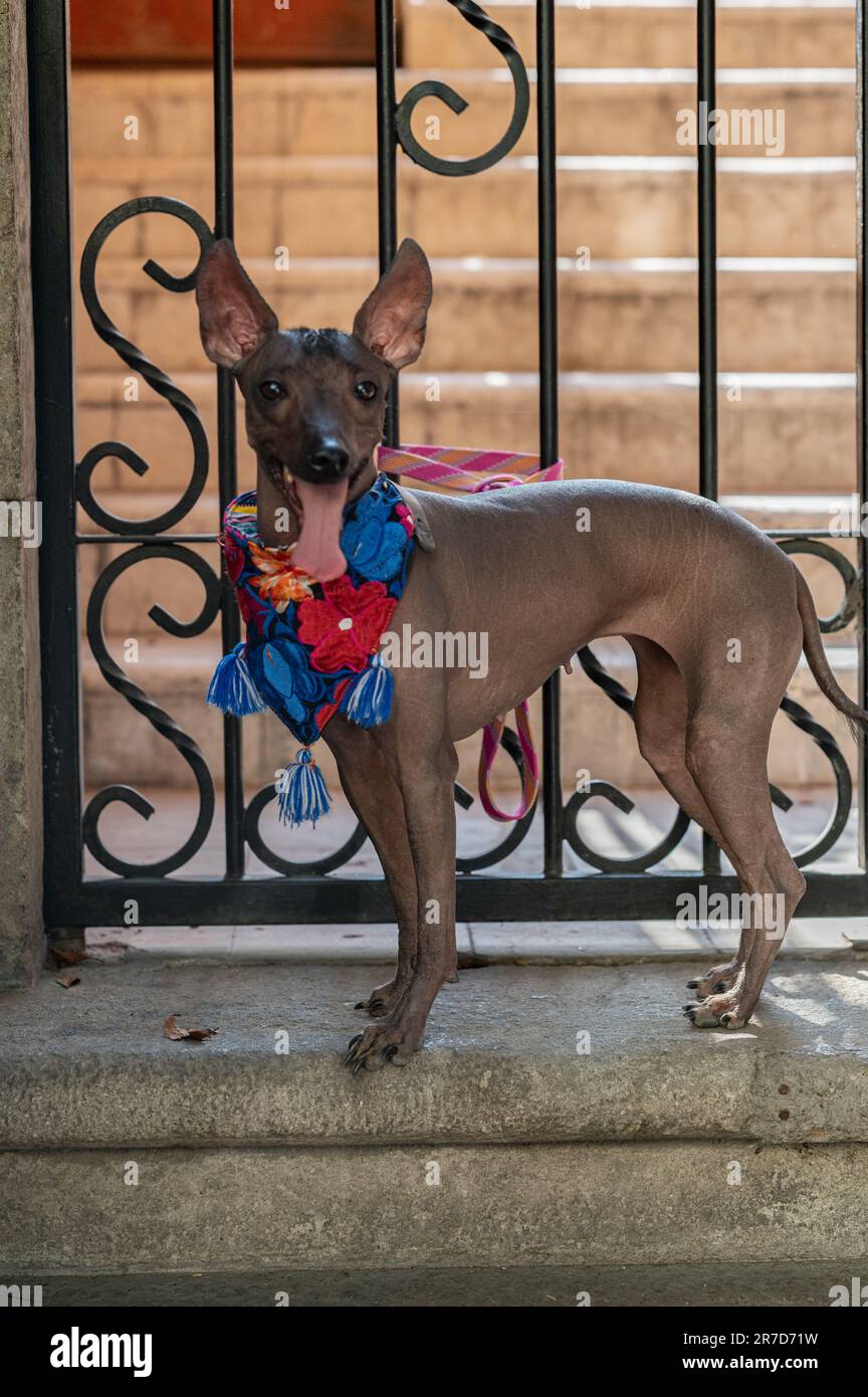 Noble dog Xoloitzcuintle: A Symbol of Mexican Heritage Stock Photo - Alamy