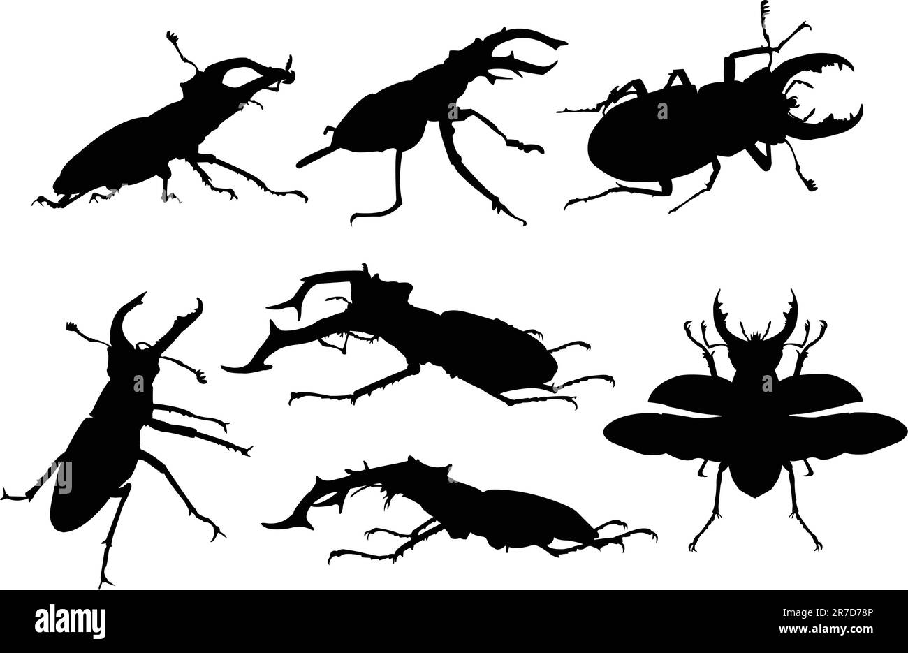 Stag Beetle Collection Vector Stock Vector Image And Art Alamy