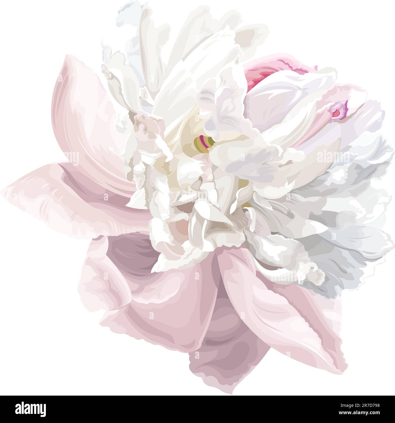 Beautiful white peony in nature Stock Vector Images - Alamy