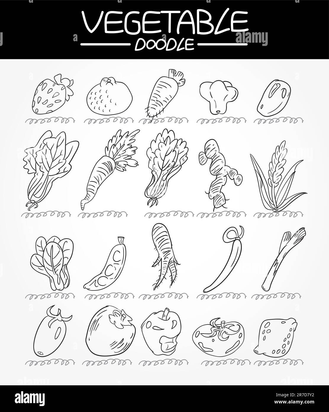 Fresh vegetable cooking cabbage Black and White Stock Photos & Images ...