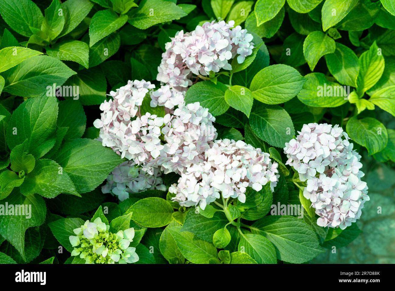 View flowering head hi-res stock photography and images - Alamy