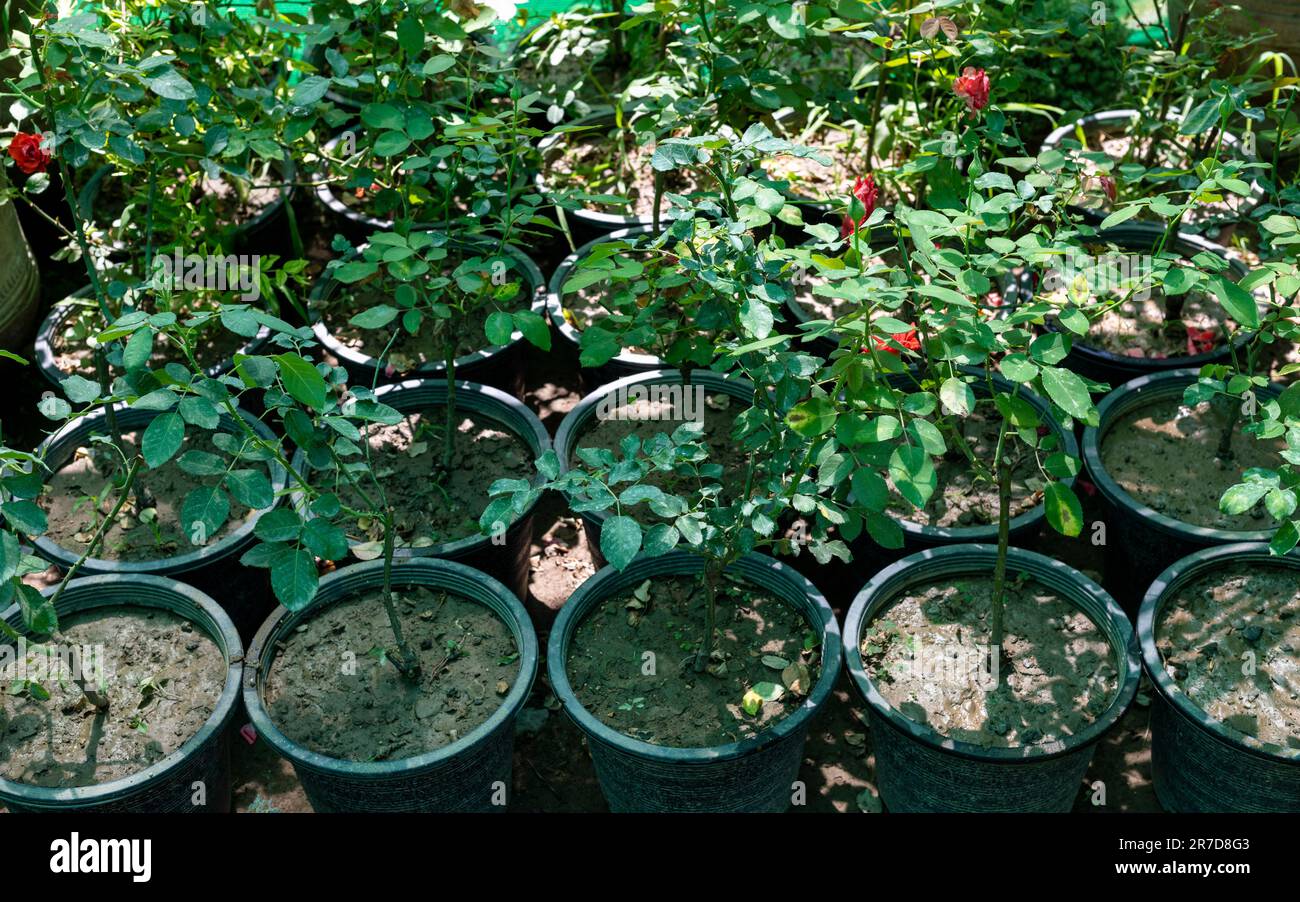 Rose plant seedling in a plastic pots Stock Photo - Alamy
