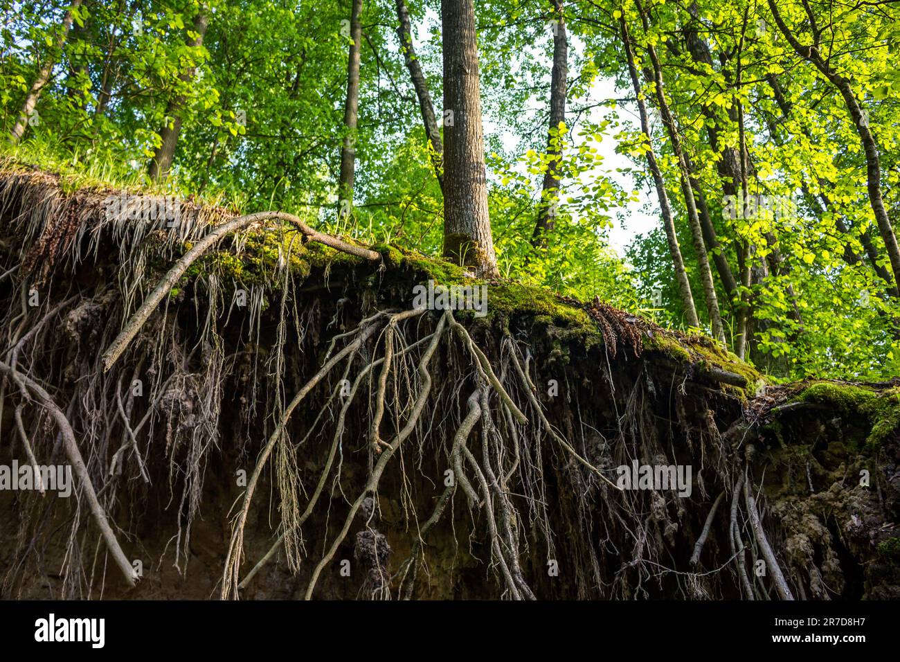 Tree roots sticking out on a cliff, root system Stock Photo - Alamy