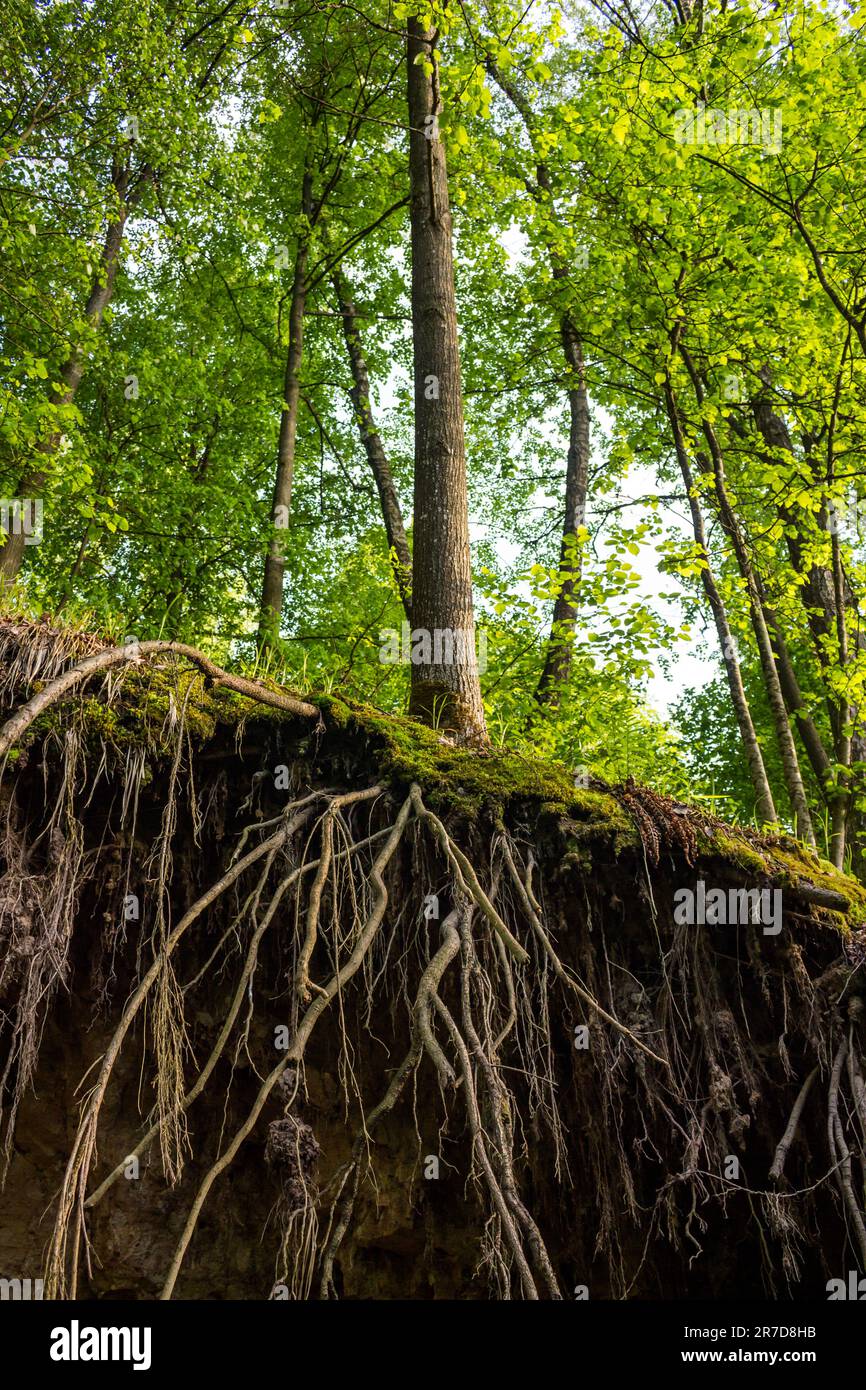 Tree roots sticking out on a cliff, root system Stock Photo - Alamy