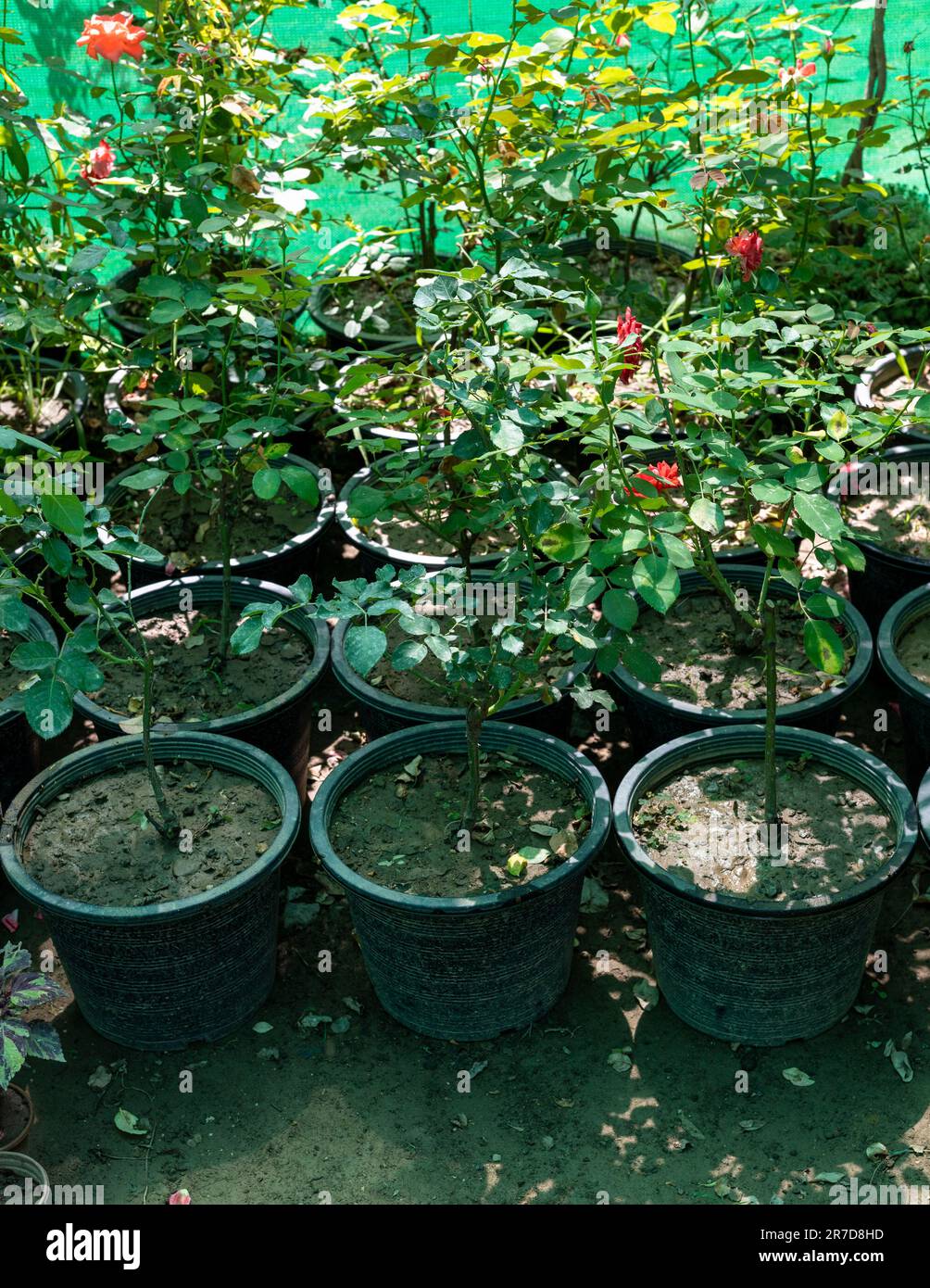 Rose seedling hi-res stock photography and images - Alamy