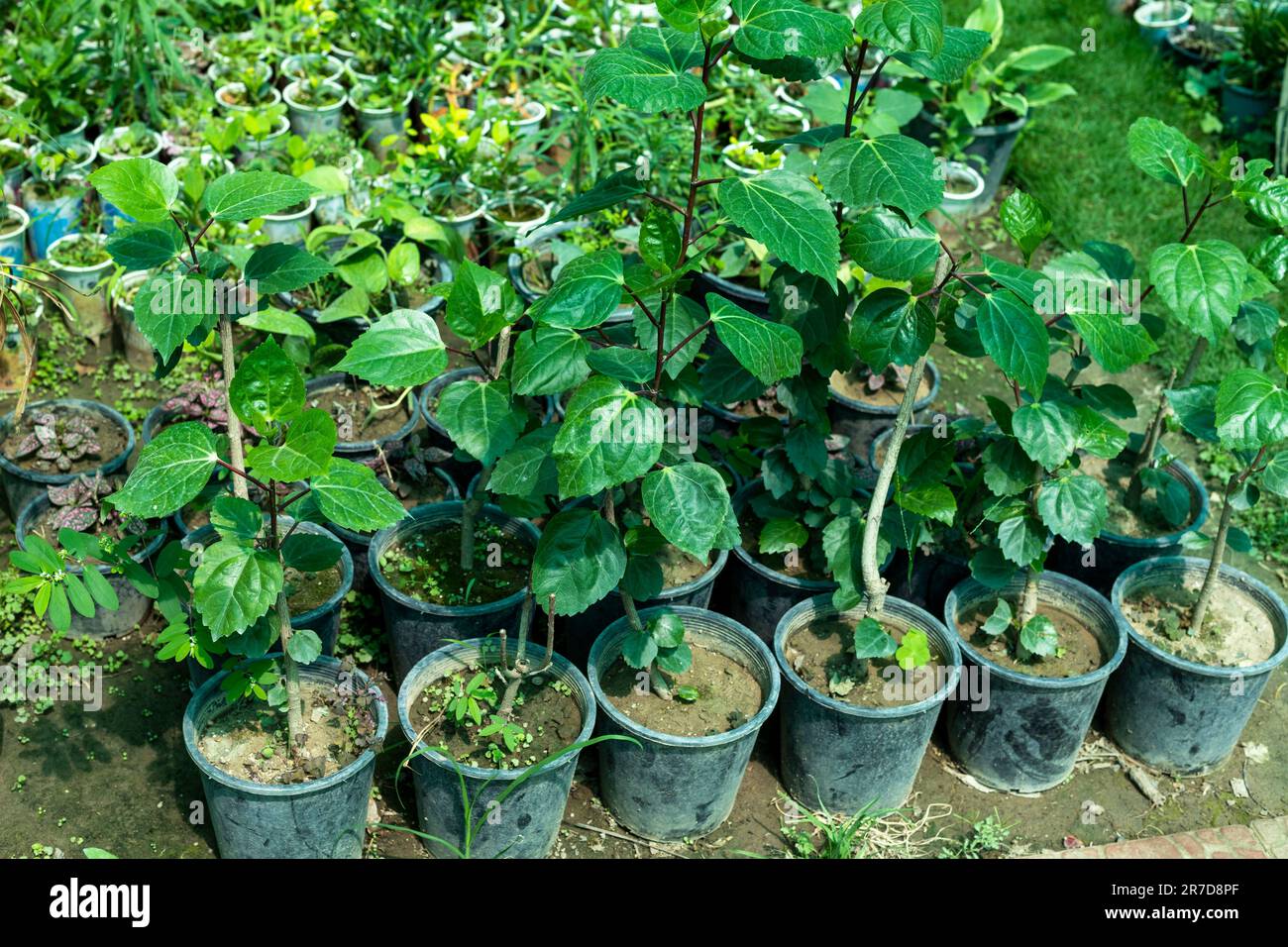 Plastic plant pots garden house hi-res stock photography and images - Alamy