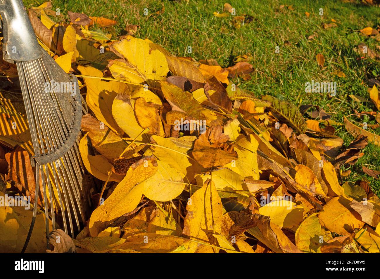 Piles of leaves with rake hi-res stock photography and images - Alamy