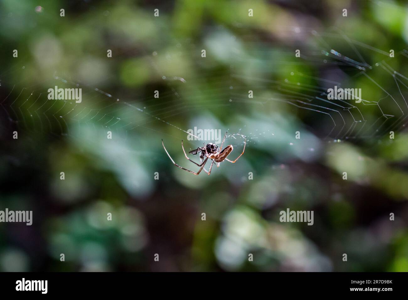Fly caught in spiderweb hi-res stock photography and images - Alamy