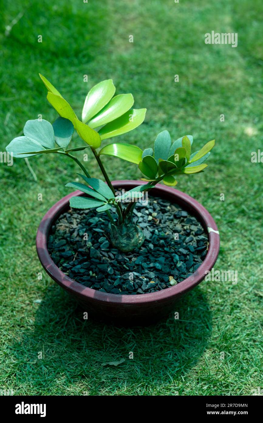 Zamia furfuracea or Mexican cycad beautiful foliage plant closeup Stock ...
