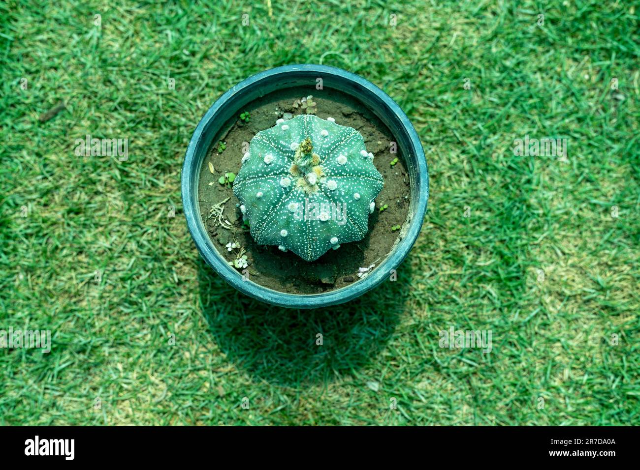 Astro cactus hi-res stock photography and images - Alamy