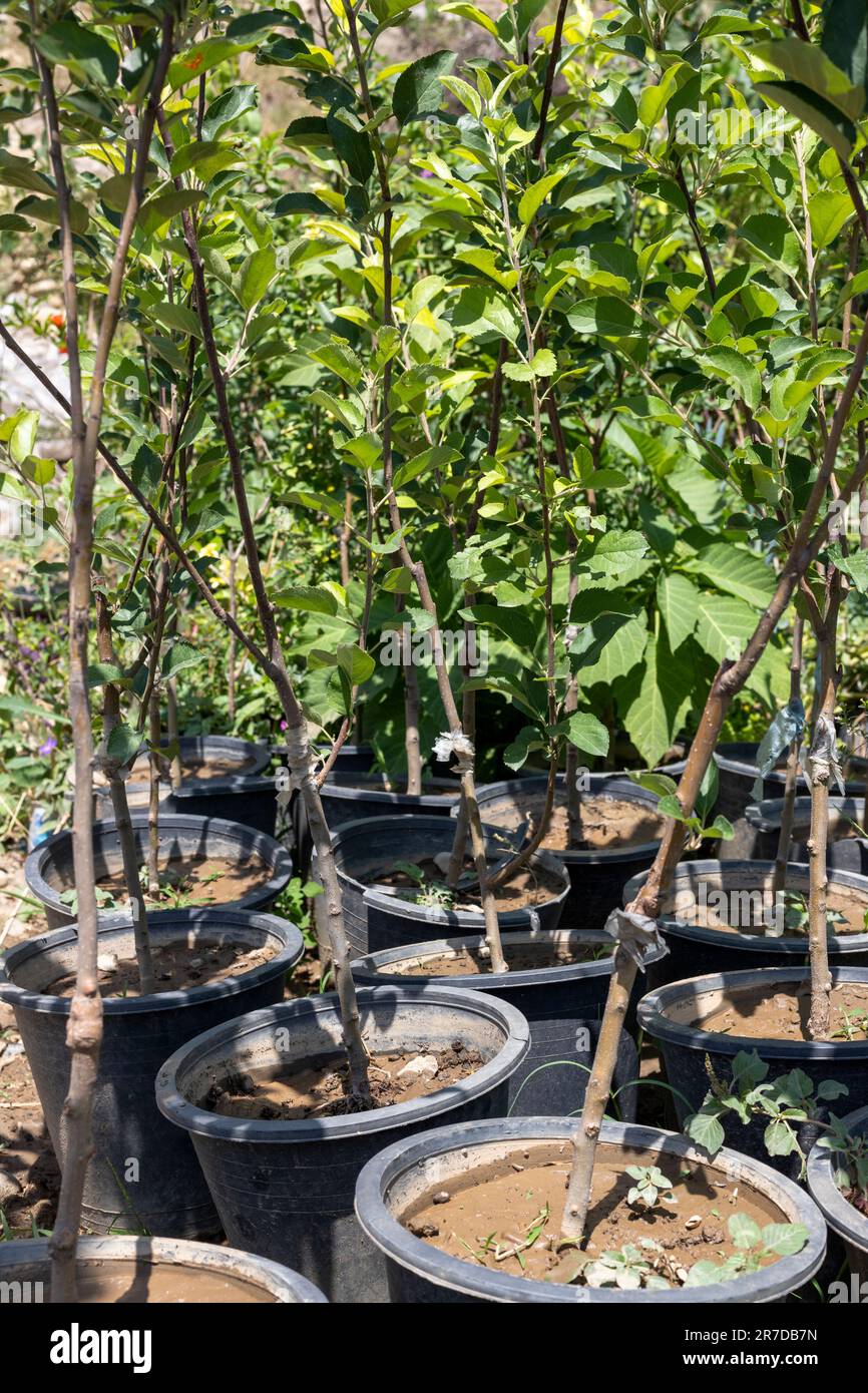 Fruit trees in pots hi-res stock photography and images - Alamy