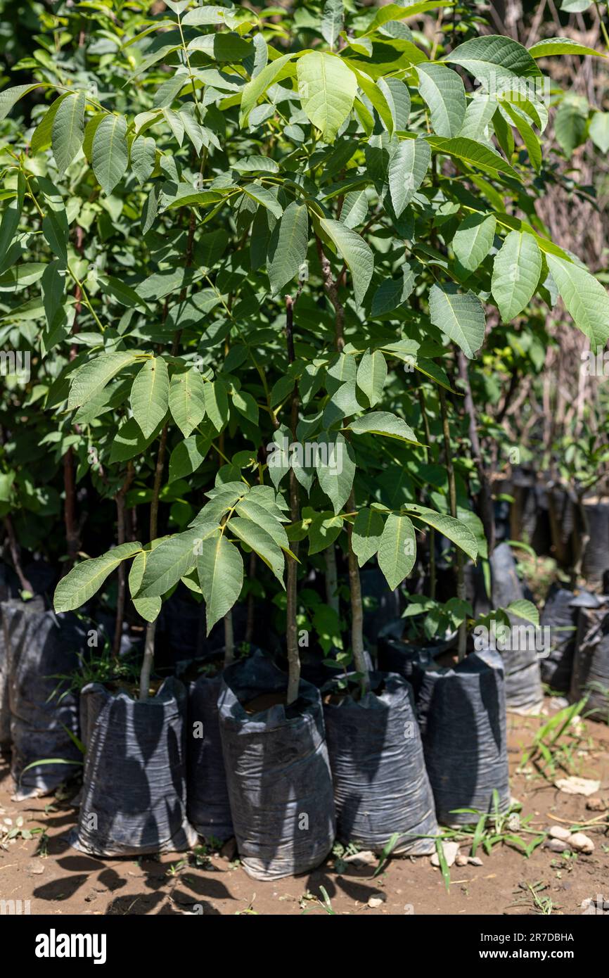 Walnut saplings in plastic bags Stock Photo - Alamy