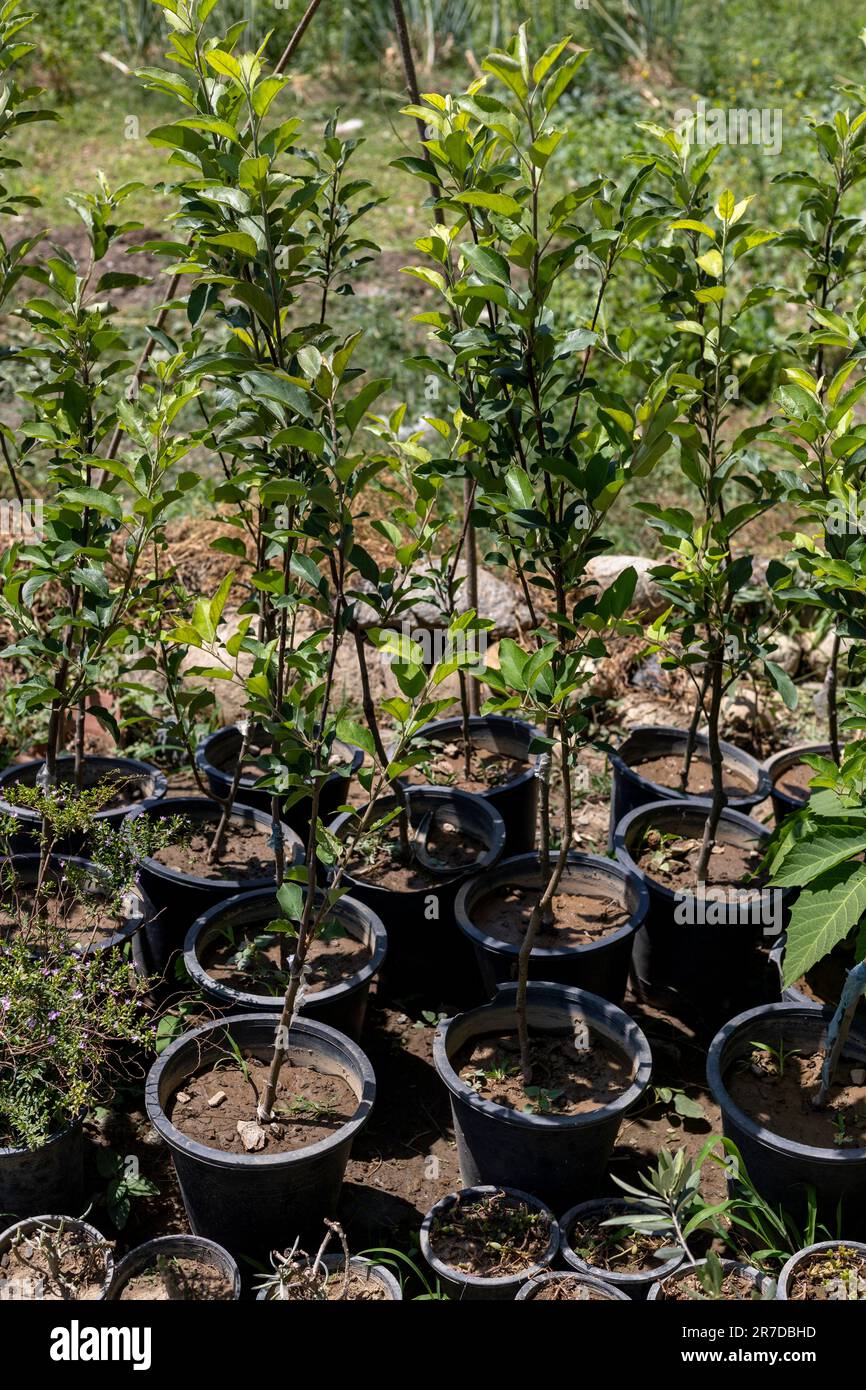 Small apple trees in nursery plastic pots Stock Photo - Alamy