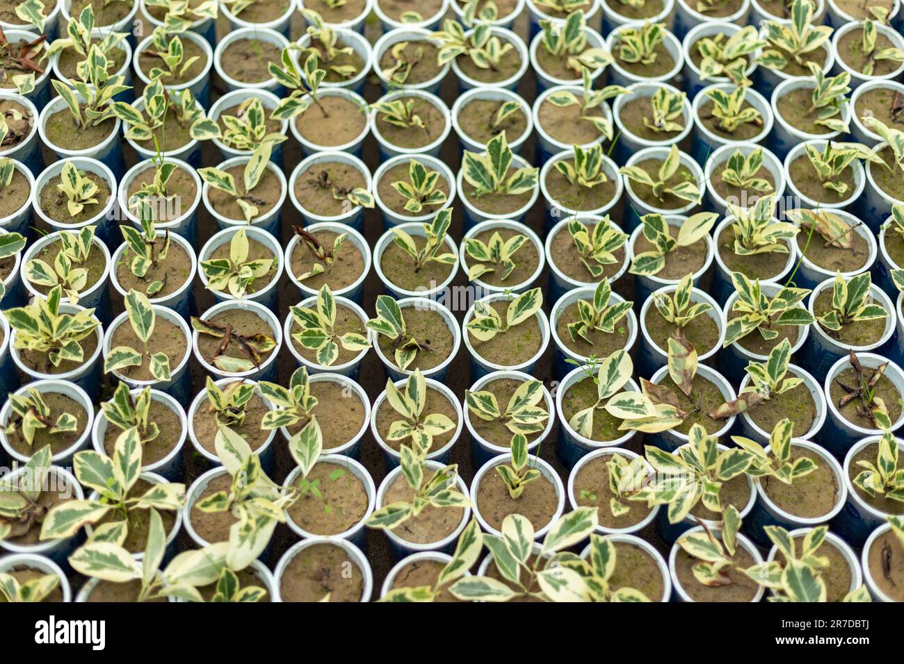 Growing new plants at plant nursery in spring Stock Photo - Alamy