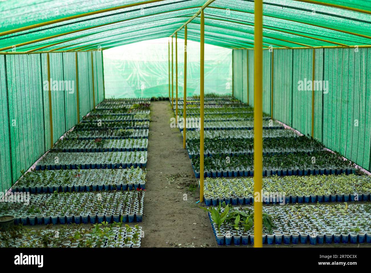 Decorative ornamental plants seedlings nursery Stock Photo - Alamy